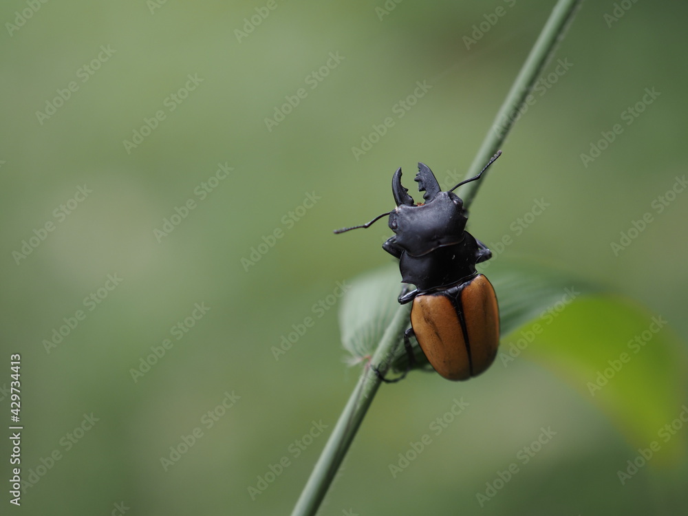 Beetles / Insect : the Fighting Giant Stag Beetle or Hexarthrius parryi ...