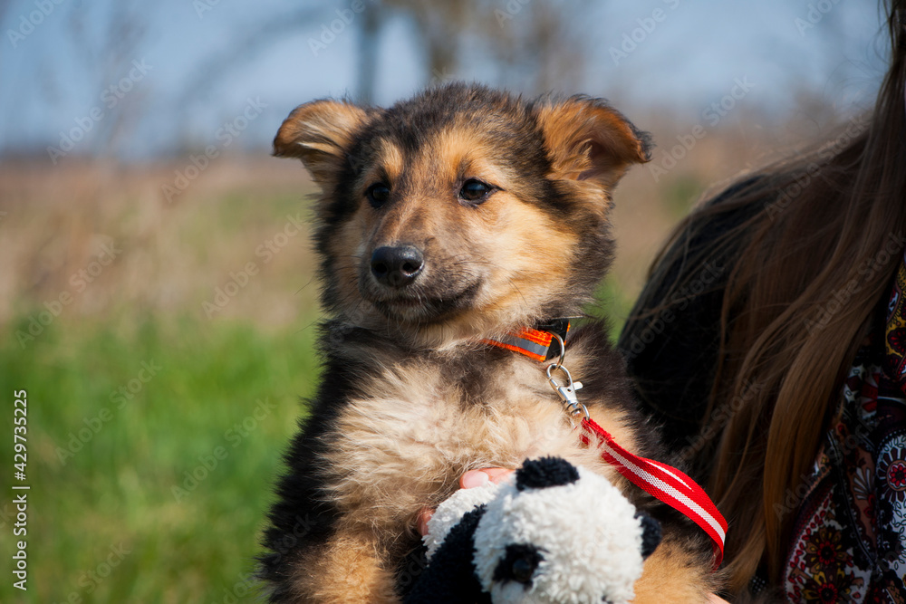 portrait of a black-red puppy. woman holding the dog in her arms ...