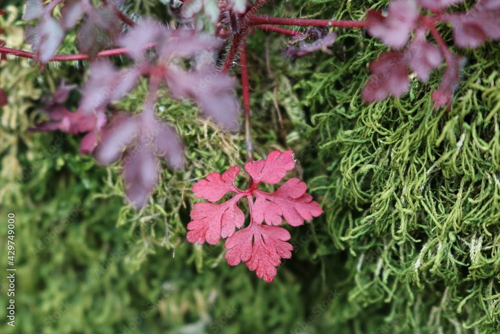 plante rouge de forêt Stock Photo | Adobe Stock