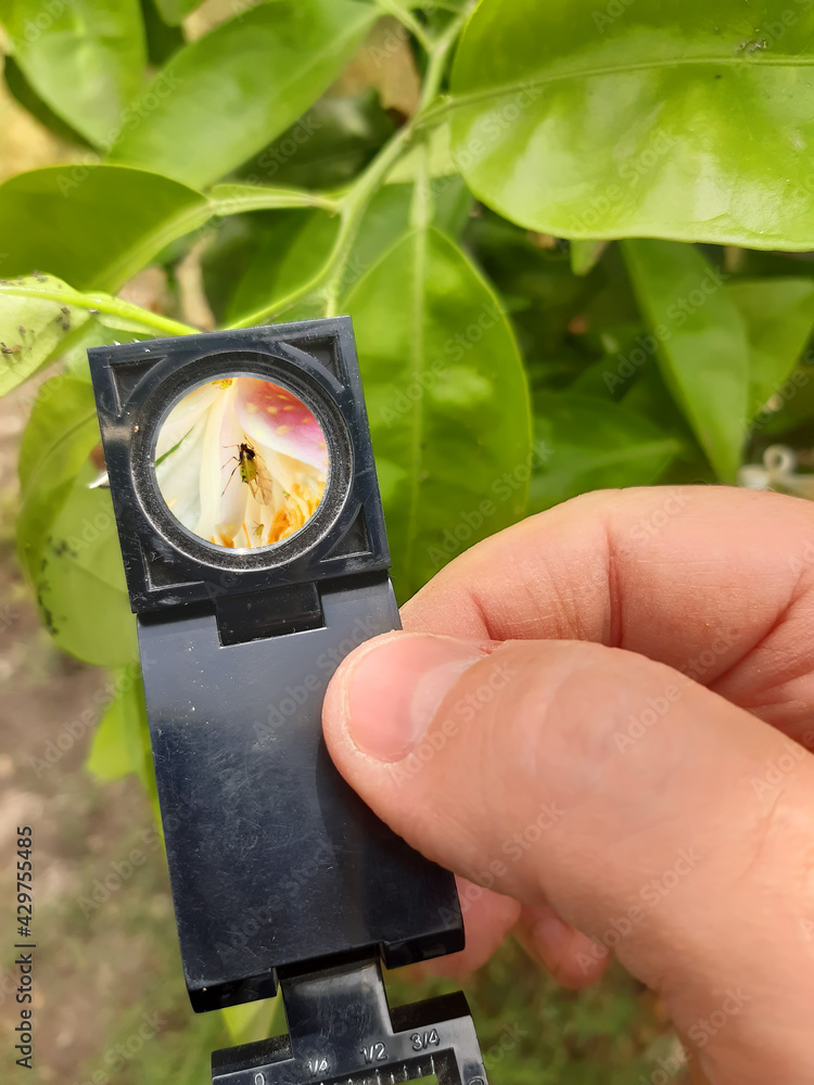 Supervisor tests the insect pests of the citrus trees on plantation ...
