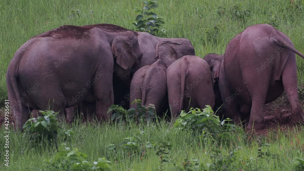 Vidéo Stock Group of wild elephant is eating salt in the middle of a ...