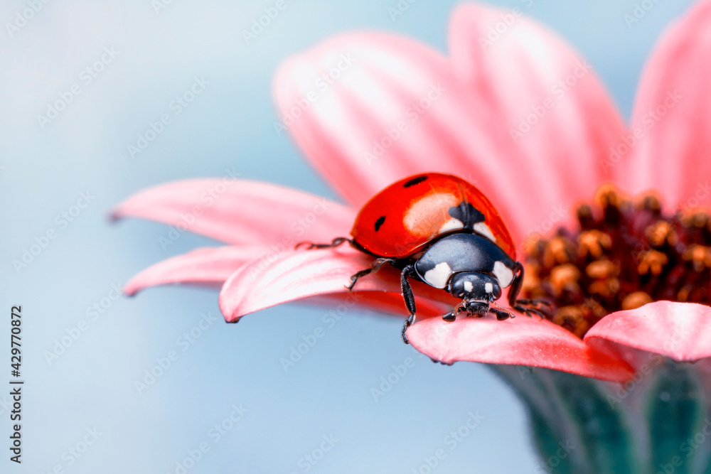 Ladybug And Flowers Background