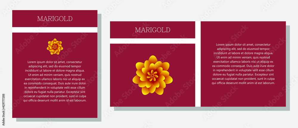 Marigold. Information banner or tag in two designs. Description and ...