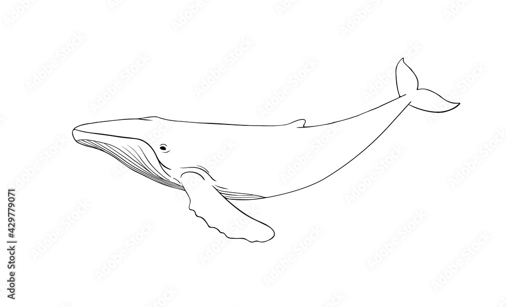 Humpback Whale line art vector. Whale linear sketch drawing isolated on ...