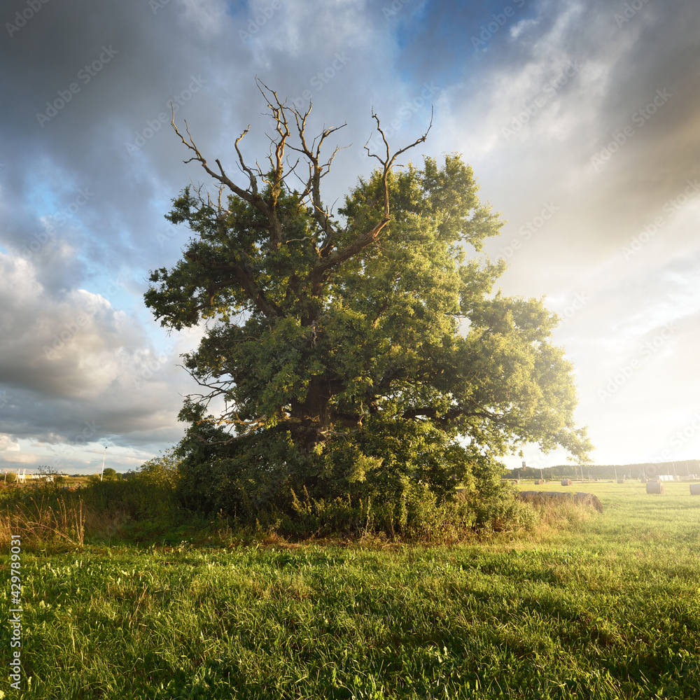 Ancient half dead, half living mighty oak tree, dramatic sunset clouds ...