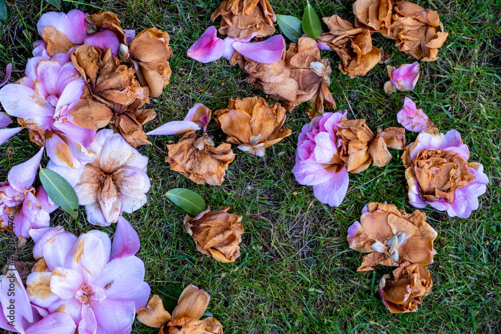 Dead Flower Blossom Of Evergreen Camillia Shrub With No People Lying On ...