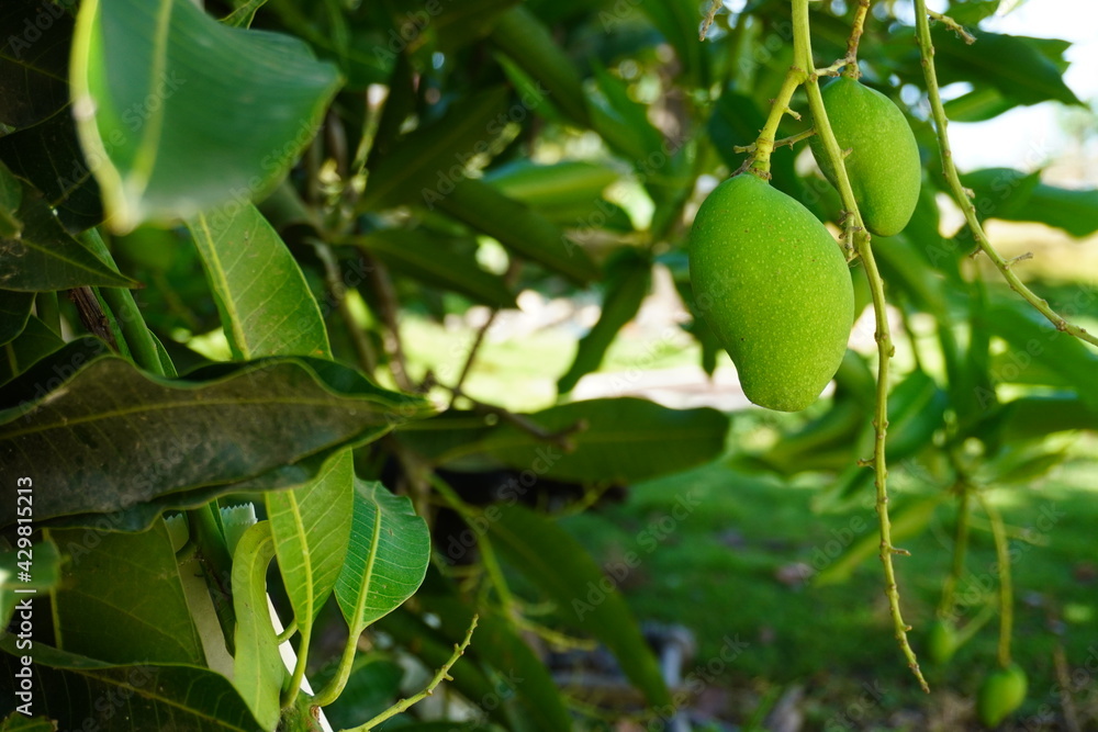 Local Malaysia Mango tree growing fruits on the tree. Stock Photo ...