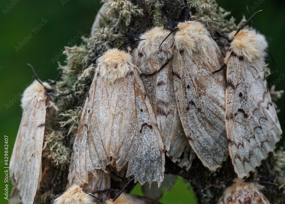 furry moths of the "winter scoop" Agrotis segetum sit on the fence ...