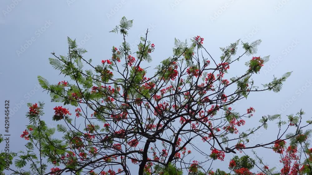 Vidéo Stock Summer flower Krishnachura (Delonix regia) or Peacock ...