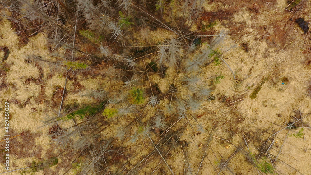 Wood aerial bark beetle drone pest Ips typographus dead spruce tree ...