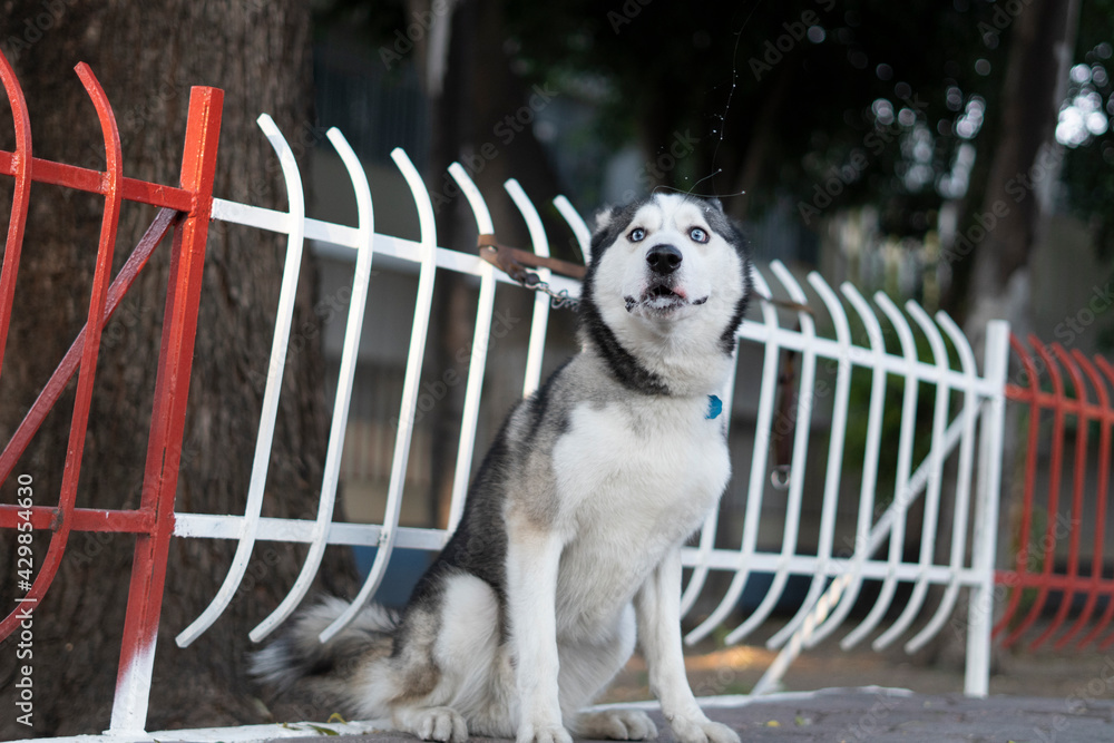 Husky dog with surprised face and blue eyes totally surprised staring ...