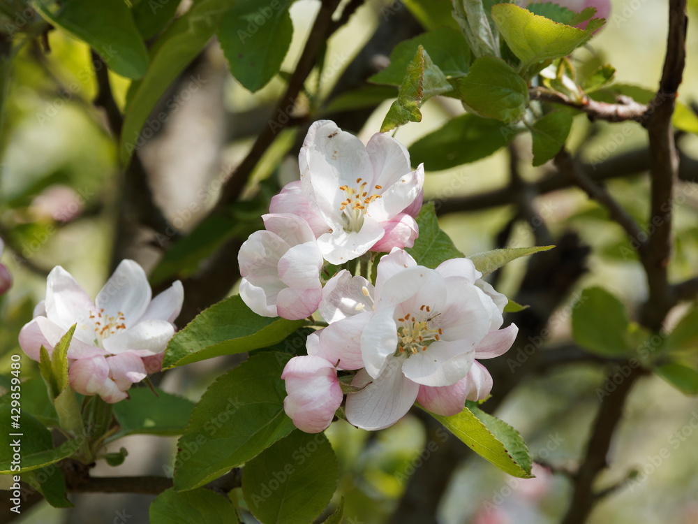 (Malus sylvestris) Pommier des bois ou pommier sauvage à floraison ...