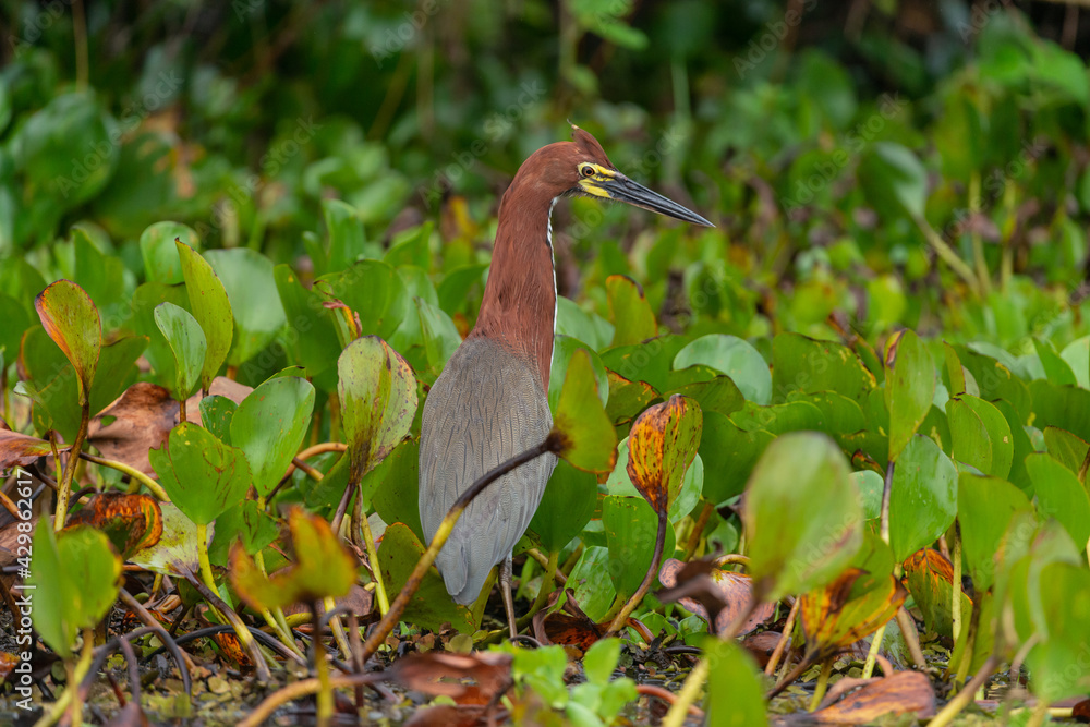 socó-boi, Tigrisoma lineatum, Pantanal, Brasil, pena, pousado, floresta ...