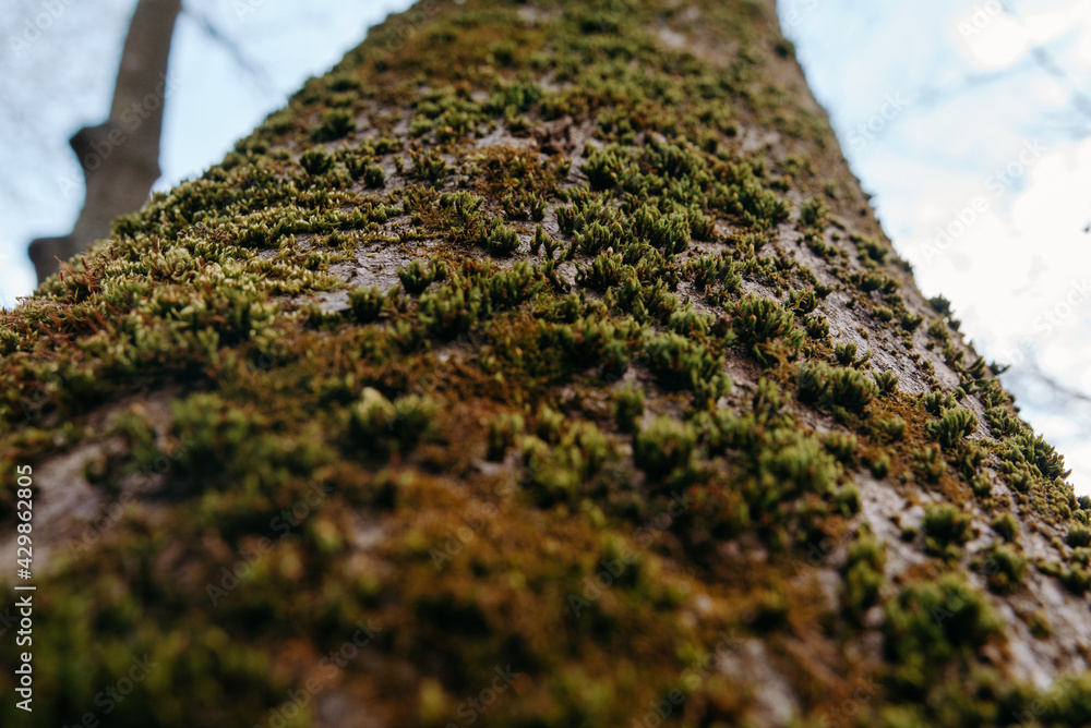 Moss green texture. Moss background. Green moss on grunge texture ...