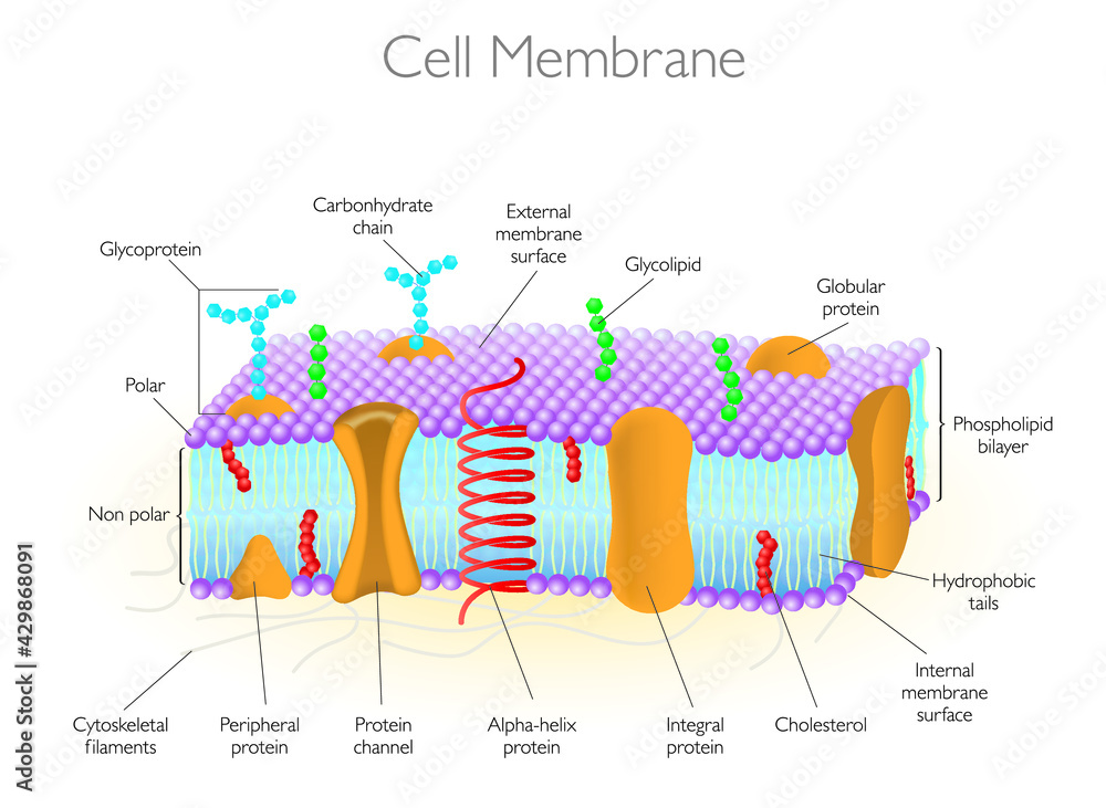 Detailed Diagram Models of a Cell Membrane Stock Vector | Adobe Stock