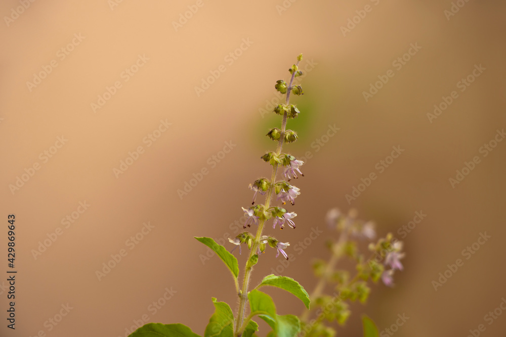 Ocimum Tenuiflorum Flower Or Tulsi Plant Flower. Selective Focus Stock ...