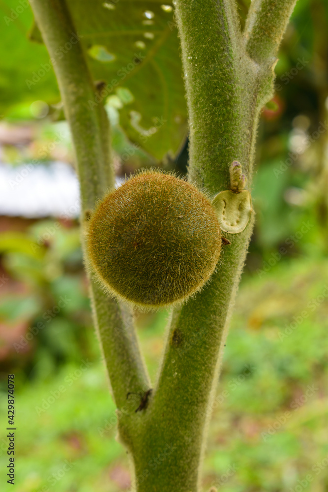 Fruto de un árbol de lulo en crecimiento Stock Photo | Adobe Stock
