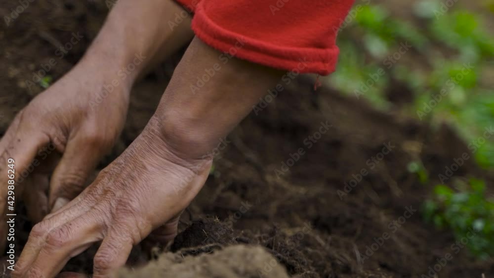 CAMPESINO COSECHANDO PAPAS. LAVRANDO LA TIERRA. CAMPESINO PERUANO ...