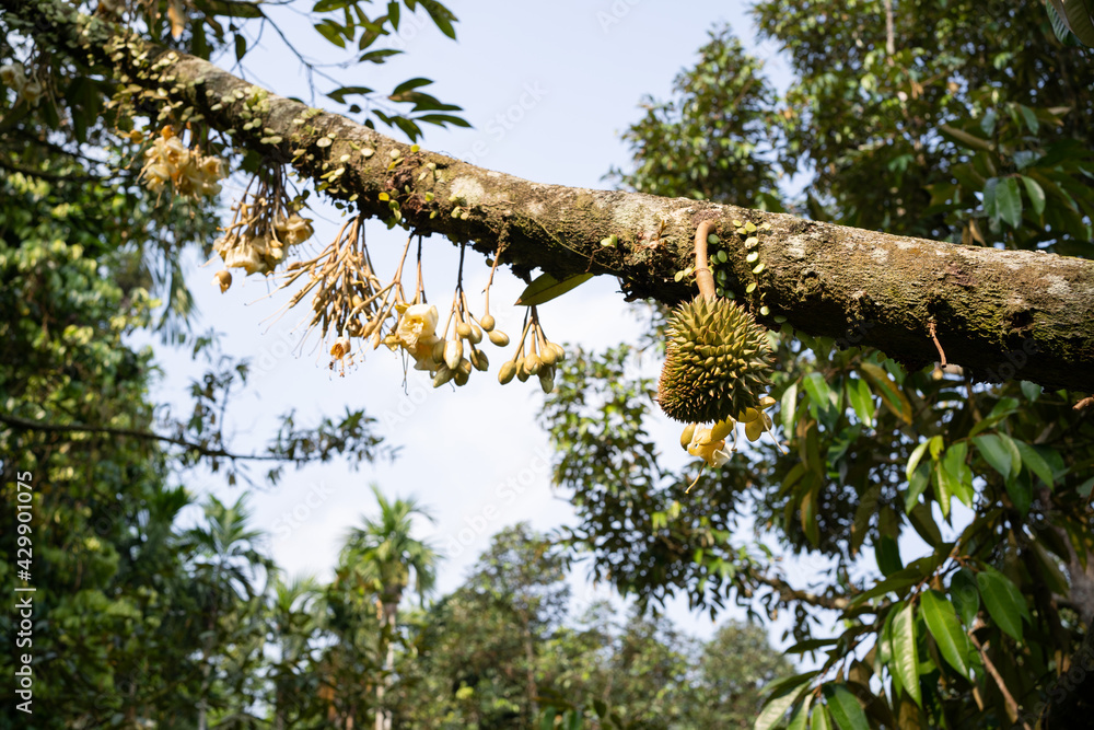 Durian flowers are about to bloom, hanging over the durian tree.,flower ...