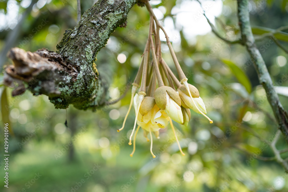 Durian flowers are about to bloom, hanging over the durian tree.,flower ...