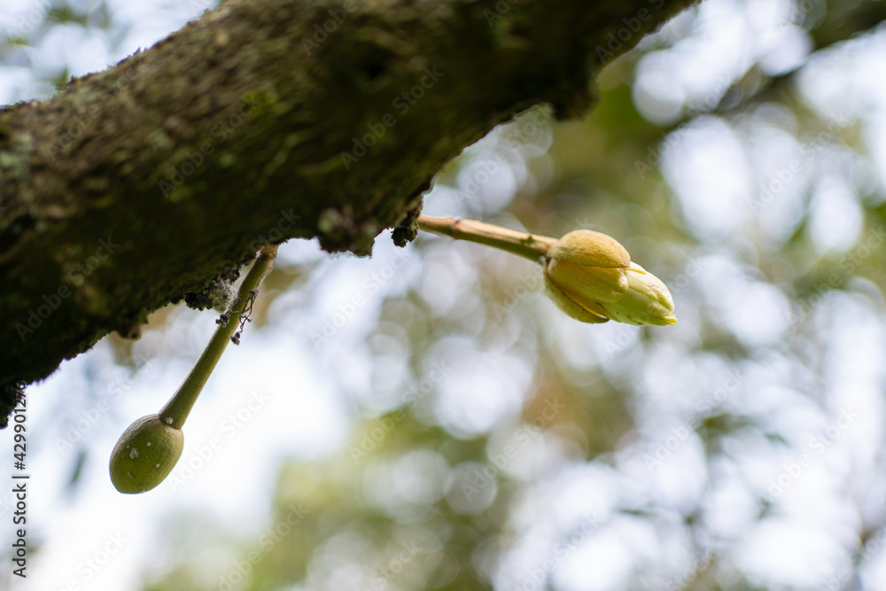 Durian flowers are about to bloom, hanging over the durian tree.,flower ...