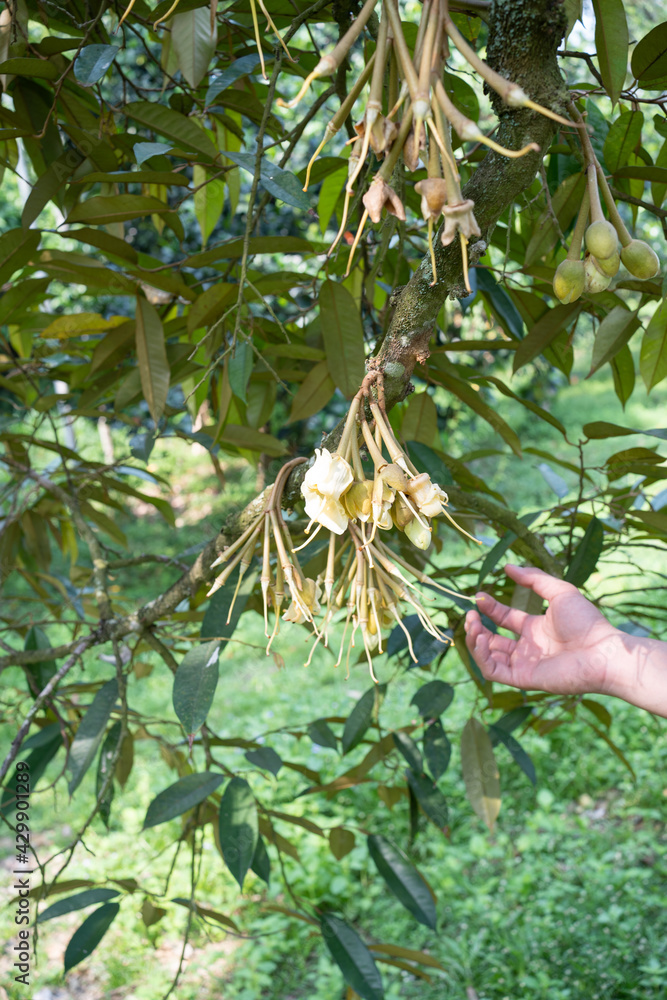 Durian flowers are about to bloom, hanging over the durian tree.,flower ...