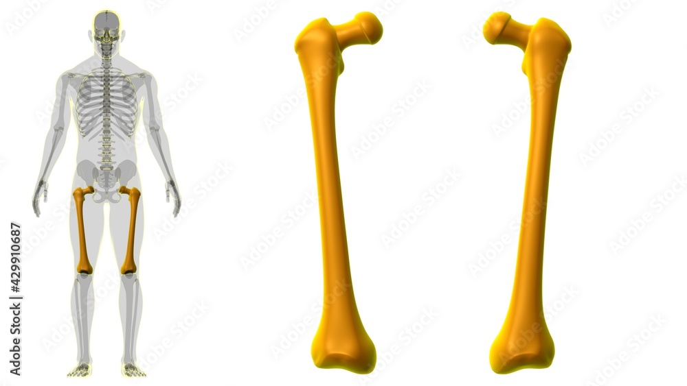 Human skeleton anatomy Femur Bone 3D Rendering Stock Illustration ...