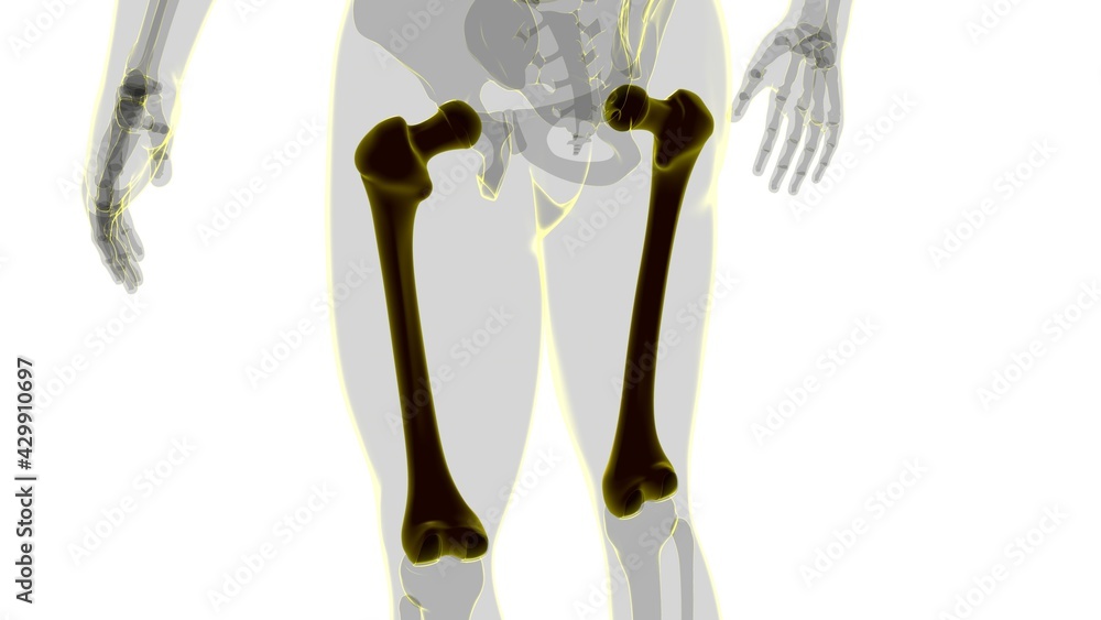Human skeleton anatomy Femur Bone 3D Rendering Stock Illustration ...