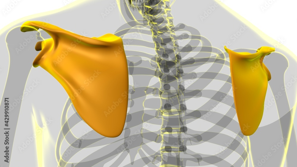 Human skeleton anatomy Scapula Bone 3D Rendering Stock Illustration ...