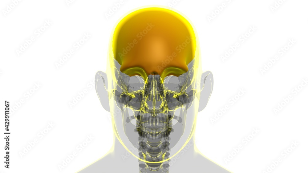 Human Skeleton Skull Frontal Bone Anatomy For Medical Concept Stock ...