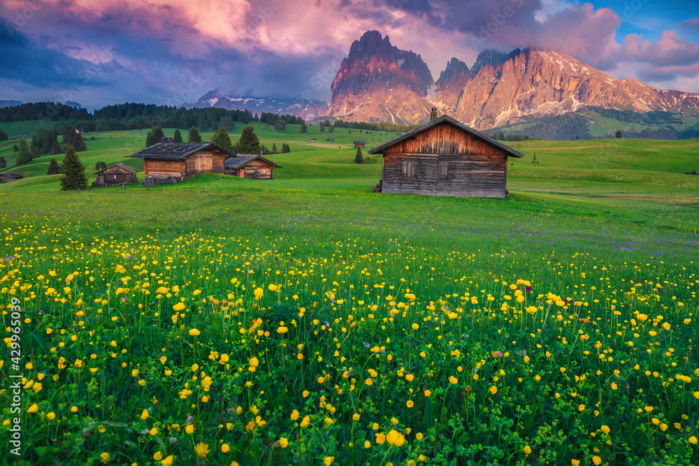 Summer alpine scenery with yellow globeflowers on the fields, Dolomites ...