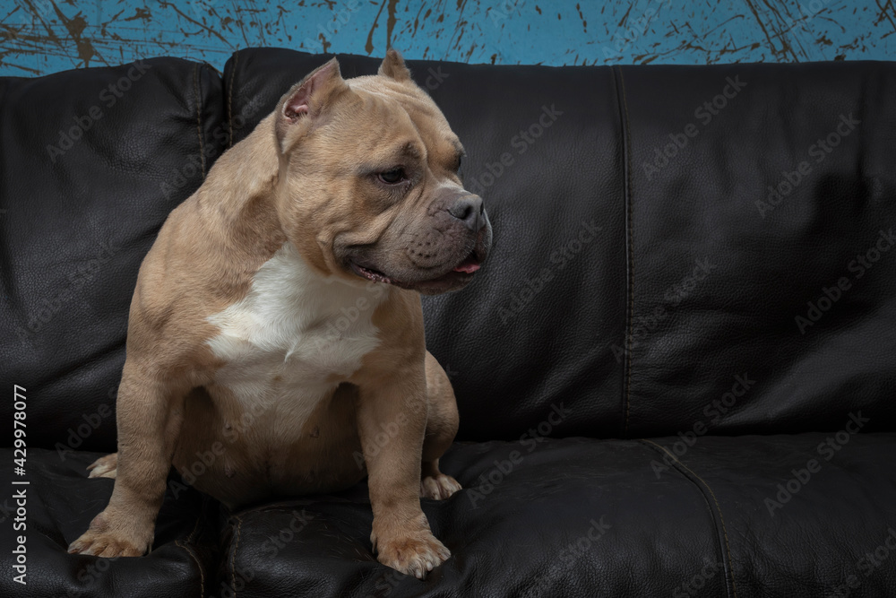 Perro American Bully sentado posando en un sillón, imagen con espacio ...