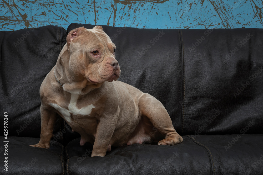 Perro American Bully sentado posando en un sillón, imagen con espacio ...