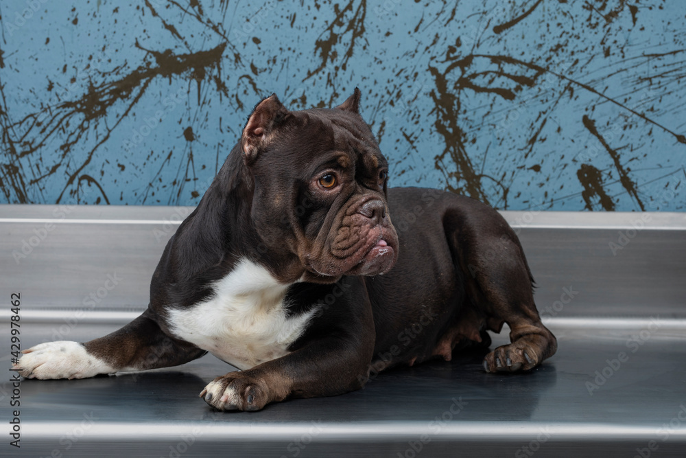 Perro American bully en una mesa de veterinaria. Imagen con espacio ...