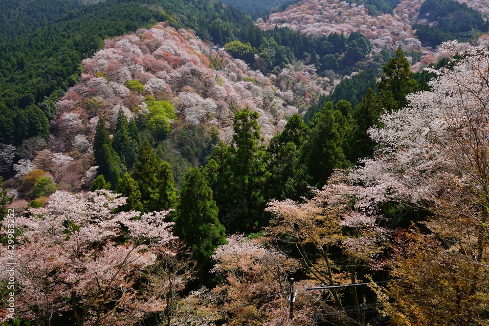 Yoshinoyama sakura cherry blossom . Mount Yoshino in Nara Prefecture ...