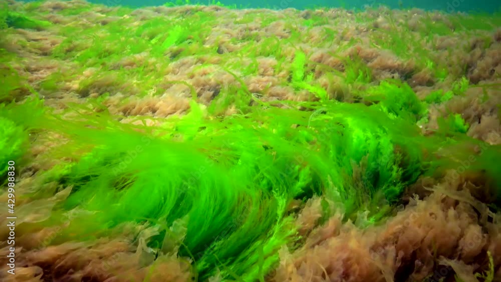 Different species of green, brown and red algae on stones in the Black ...