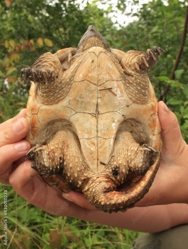 Belly of a common snapping turtle (Chelydra serpentina) showing the ...