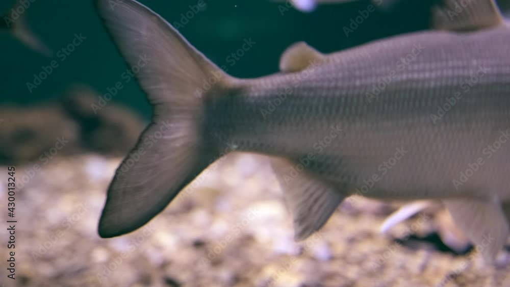 Stockvideon Baikal omul close-up swims in its natural habitat. Fish ...