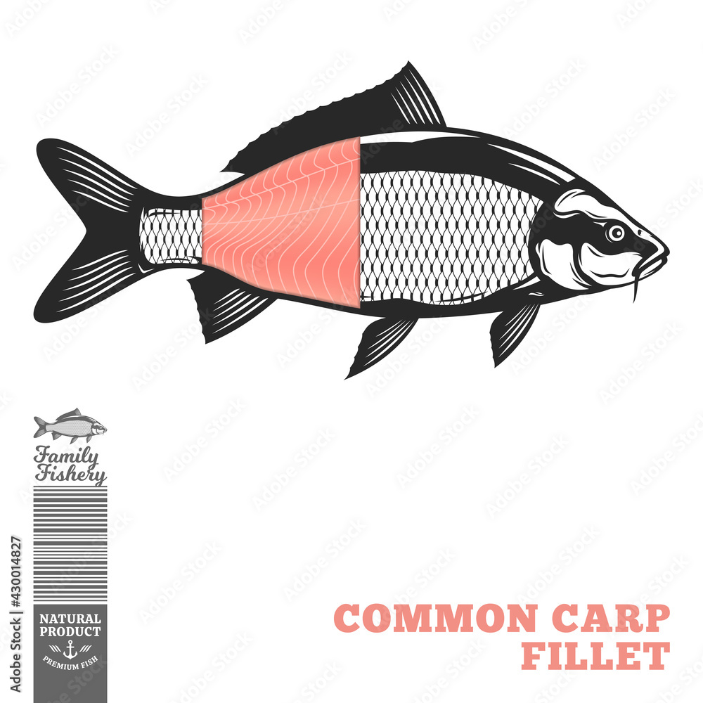 Vector common carp fish illustration with fillet part Stock Vector ...