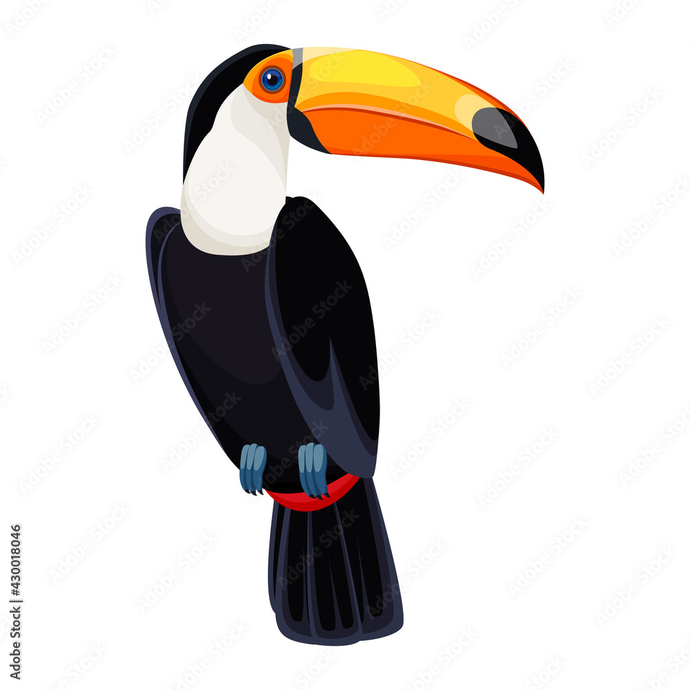Red-billed toucan or toucan toco Ramphastos toco. Tropical bird ...