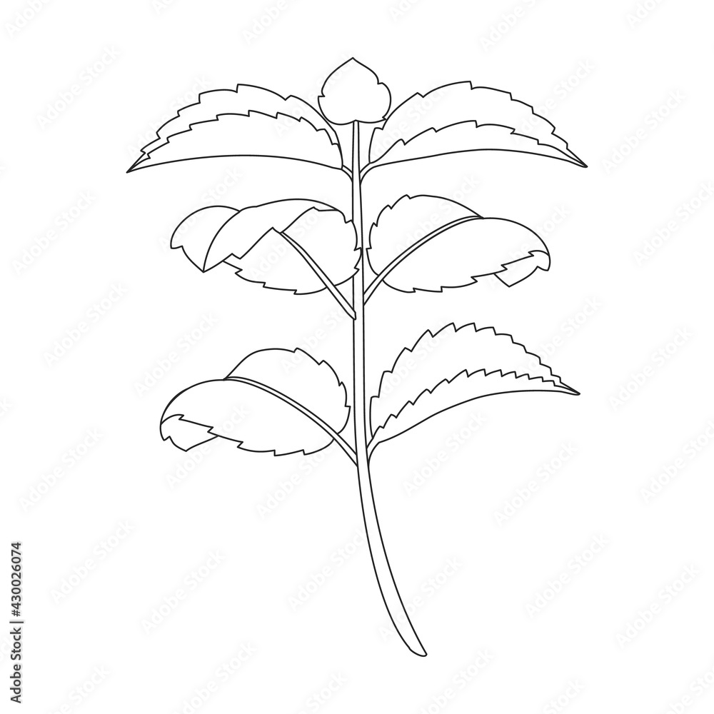 Mint leaf vector outline icon. Vector illustration liaf peppermint on ...