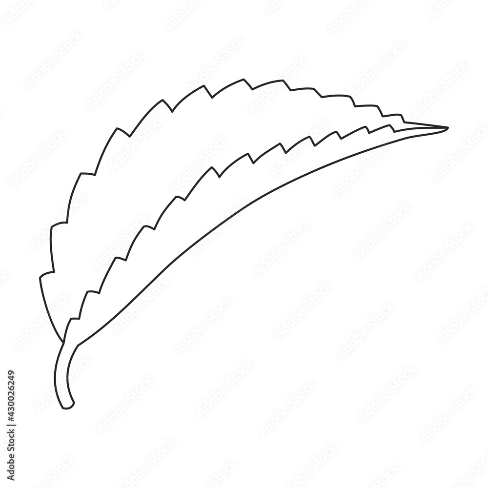 Mint leaf vector outline icon. Vector illustration liaf peppermint on ...