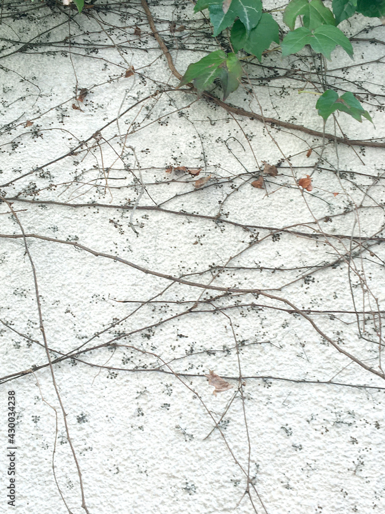 enredadera de otoño en una pared blanca Stock Photo | Adobe Stock