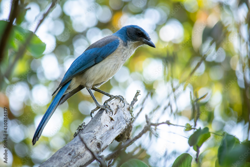 Ave con plumaje azul de la especie Aphelocoma califórnica, posando en ...