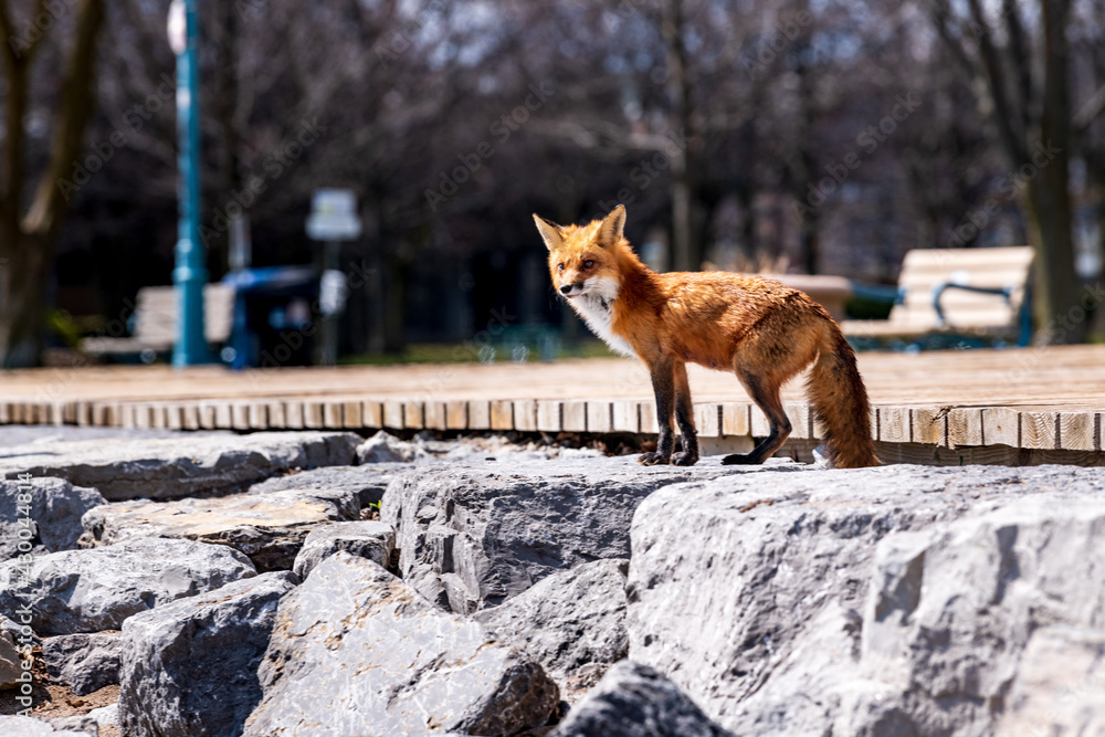 Foto de A mother red fox (Vulpes vulpes) stands outside her den which ...