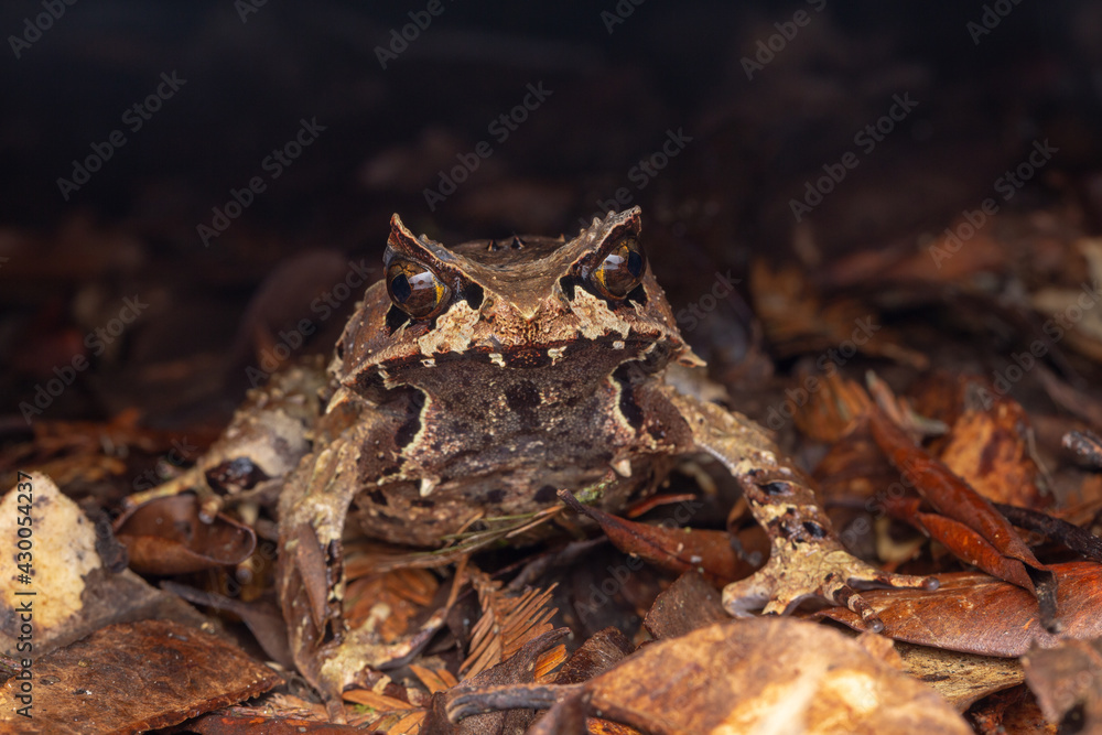 Macro image of a huge horned frog from Borneo - Megophrys kobayashii ...