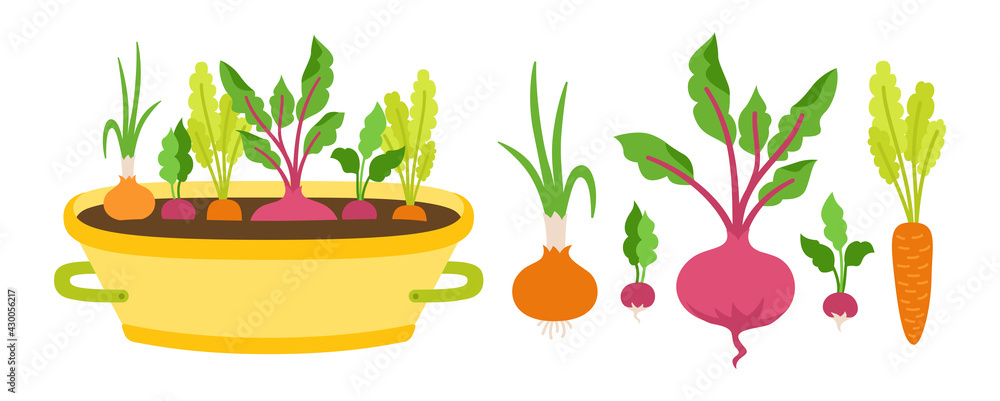 Vegetablesin in pot flat cartoon set. Root vegetable carrots. Beets ...