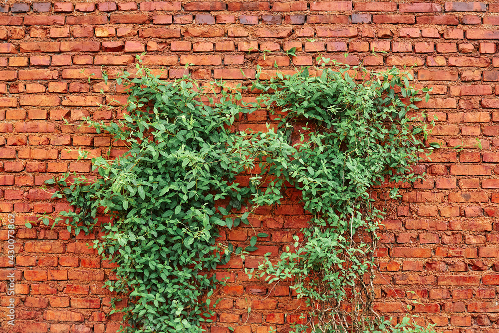 Old red brick wall texture and green leaf hanging down on it at the ...