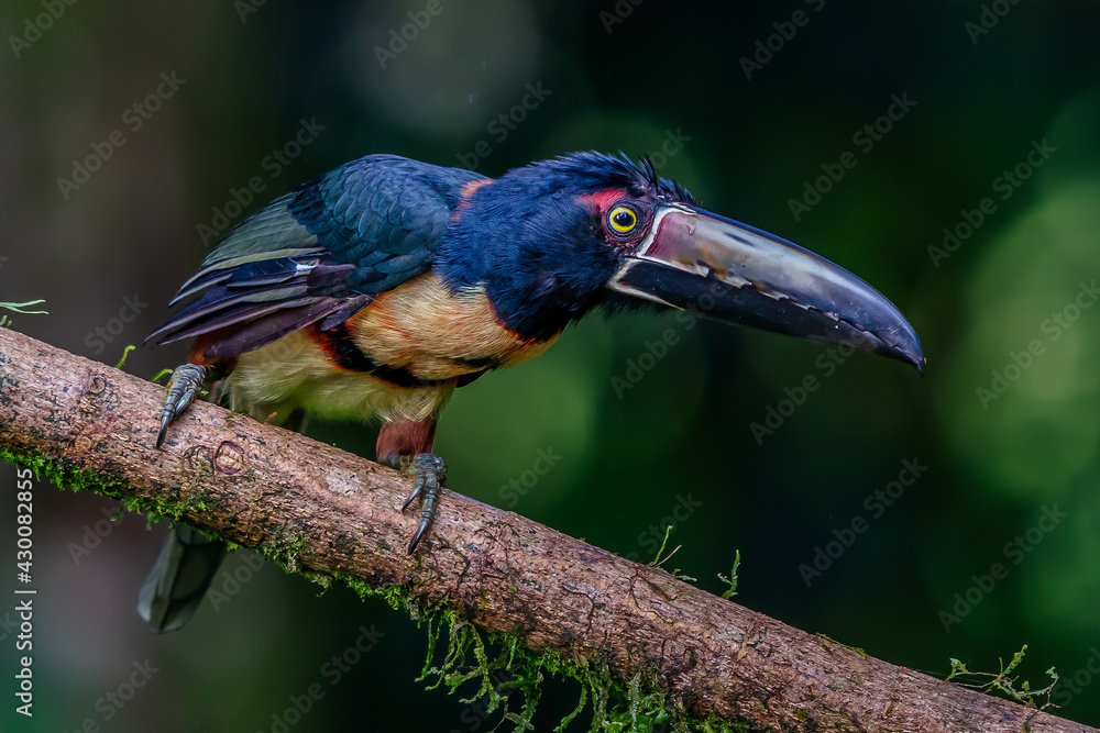 Fiery-billed Aracari - Pteroglossus frantzii is a toucan, a near ...