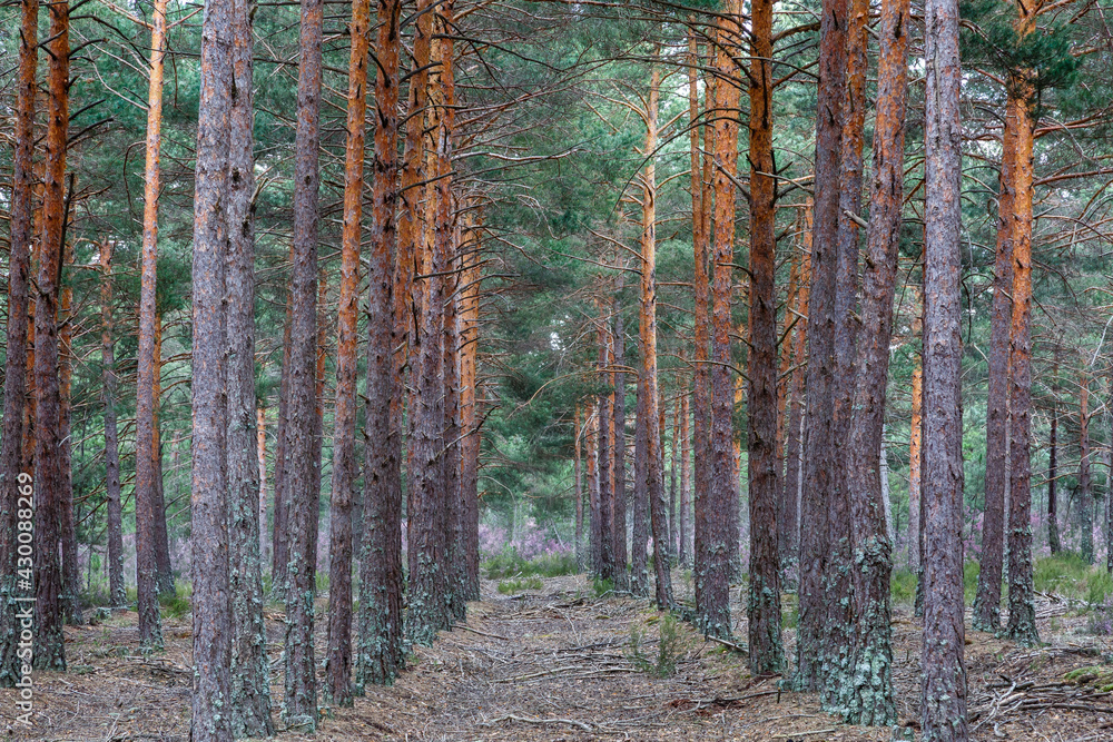 Pinus sylvestris. Scots pine forest with the trees in rows. Stock Photo ...